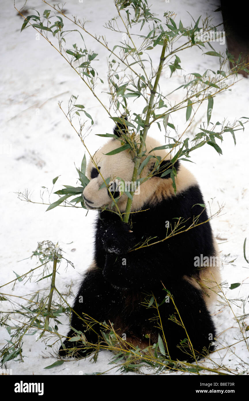 A giant panda at the Beijing Zoo. 19-Feb-2009 Stock Photo - Alamy