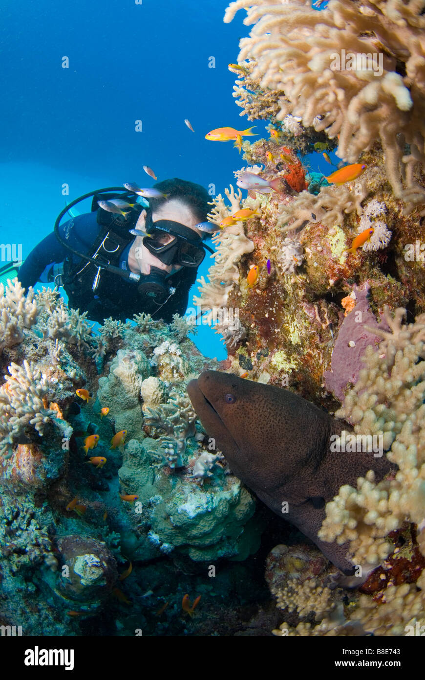 Underwater camera man watching a big morey eel hiding in the reef ...