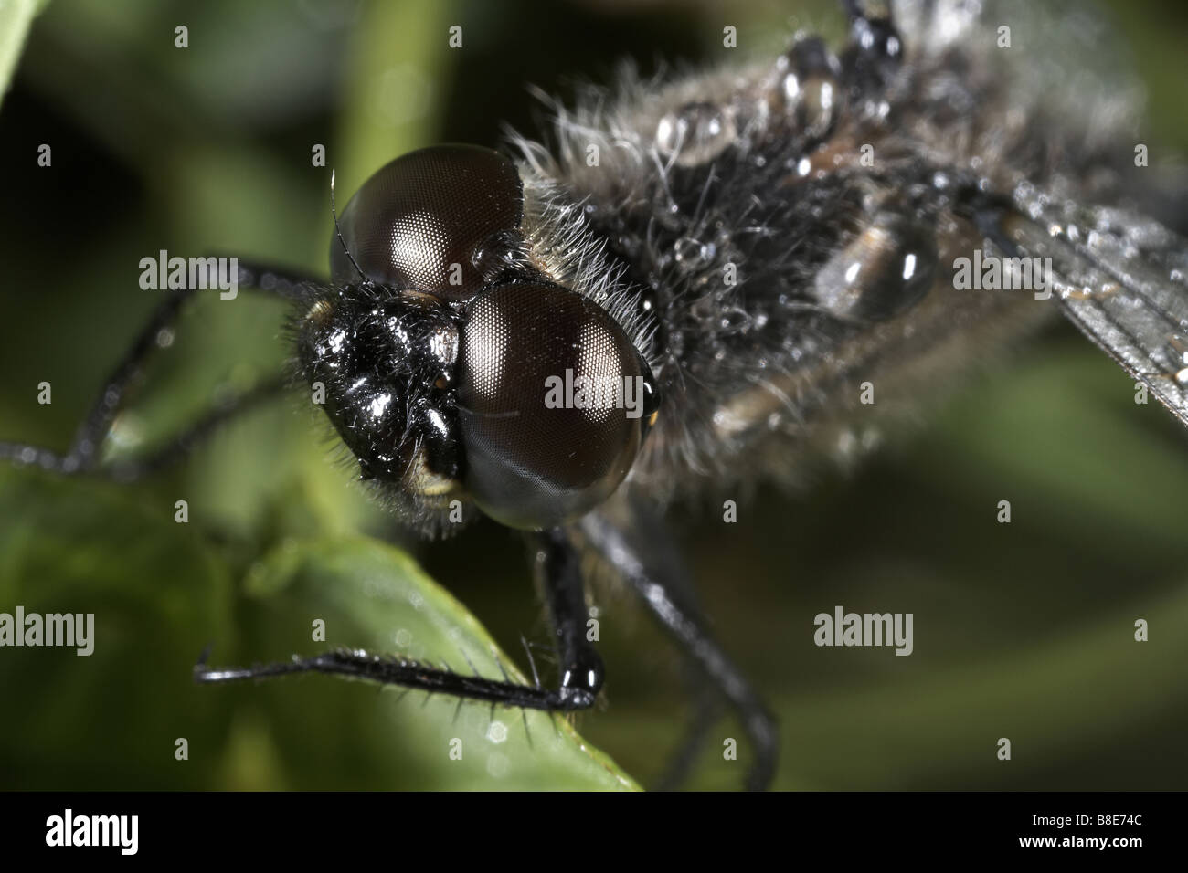 Black darter Sympetrum danae on Crowle Moor part of the humberhead ...