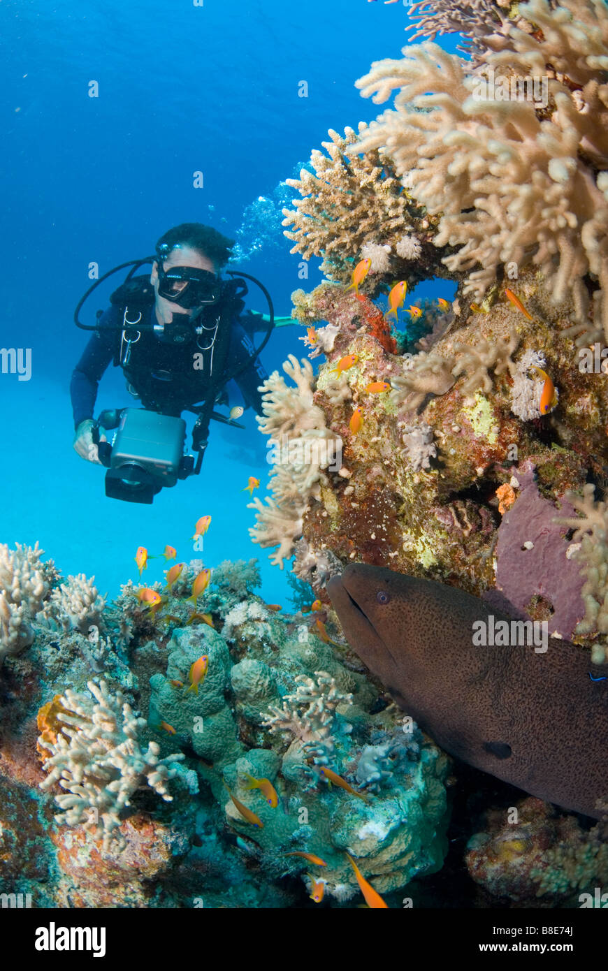Underwater camera man watching a big morey eel hiding in the reef ...
