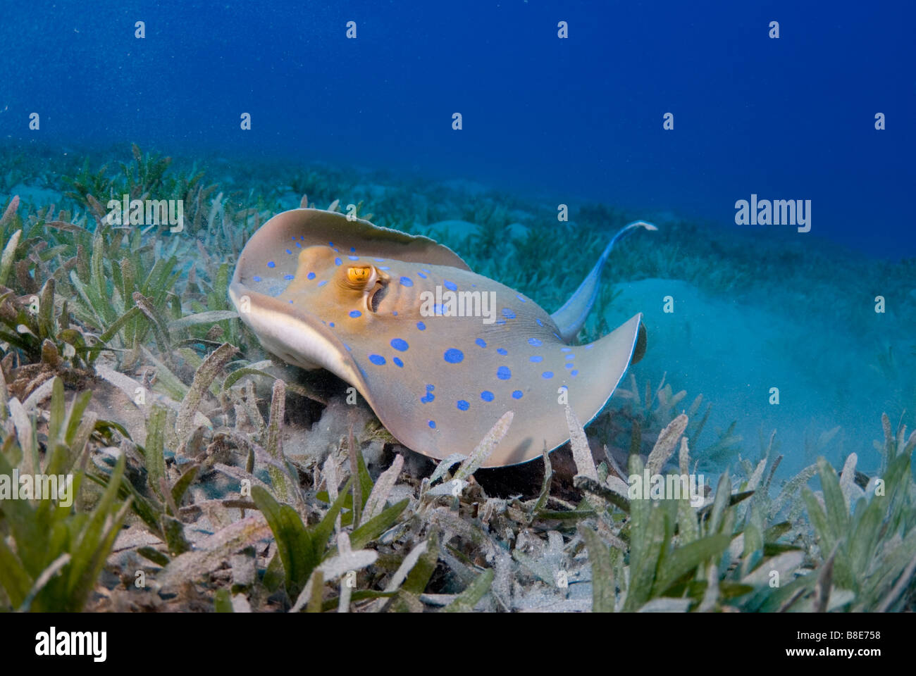 Spotted sting ray hi-res stock photography and images - Alamy