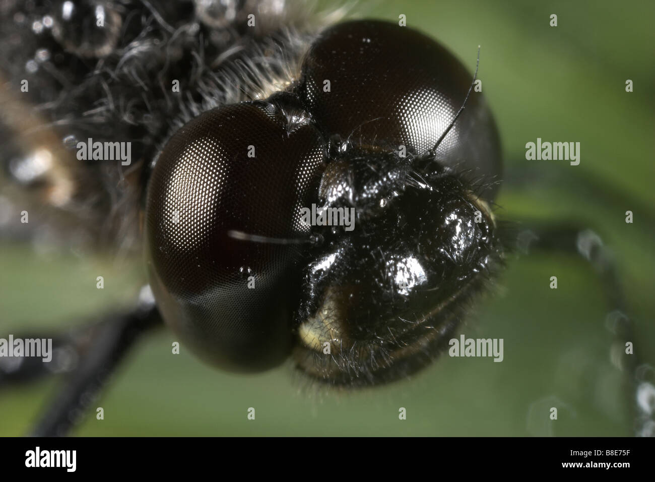 Nature reserve black moor hi-res stock photography and images - Alamy