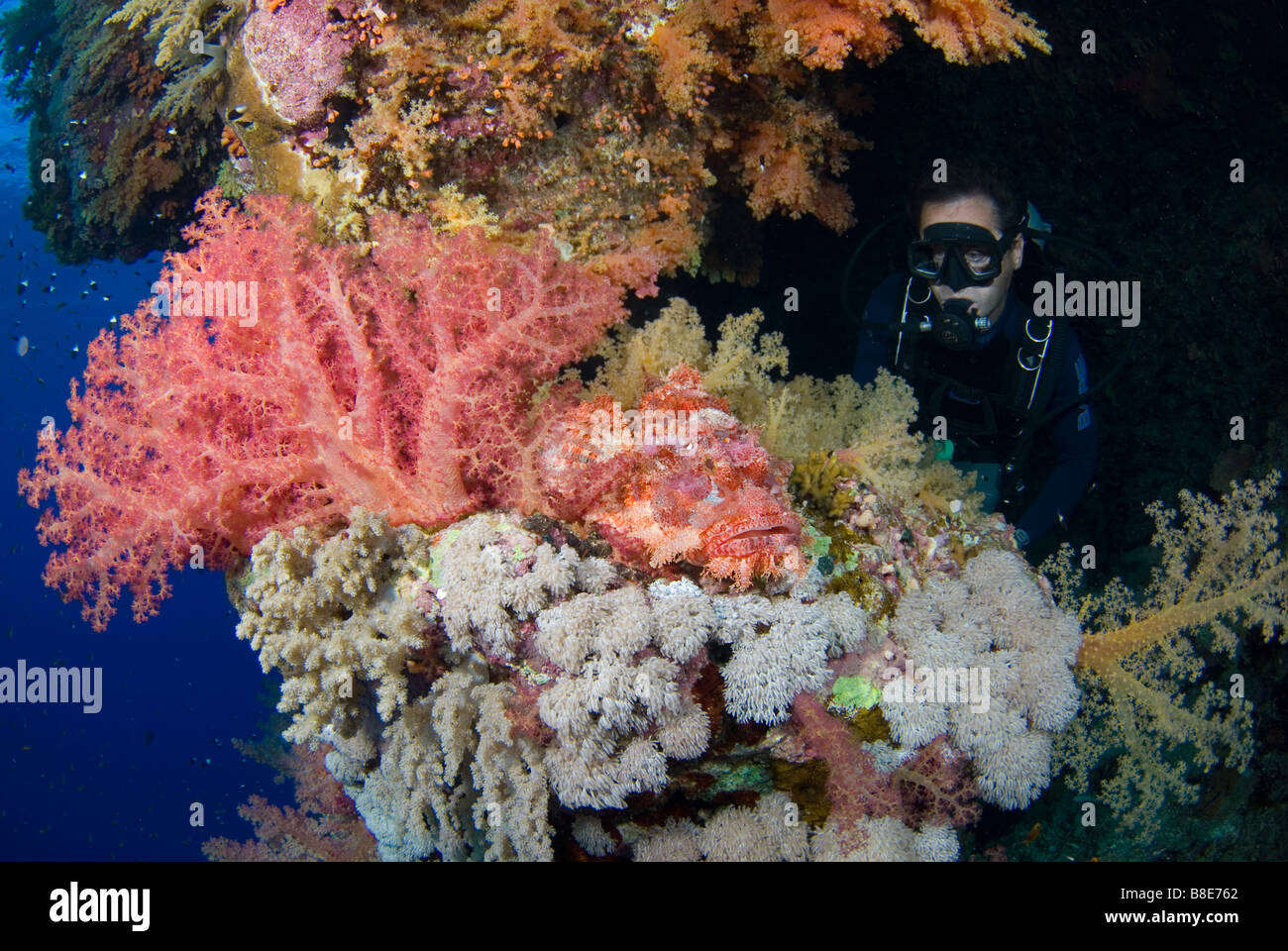 Scuba diver and coral reef with resting scorpion fish, Brother Islands ...