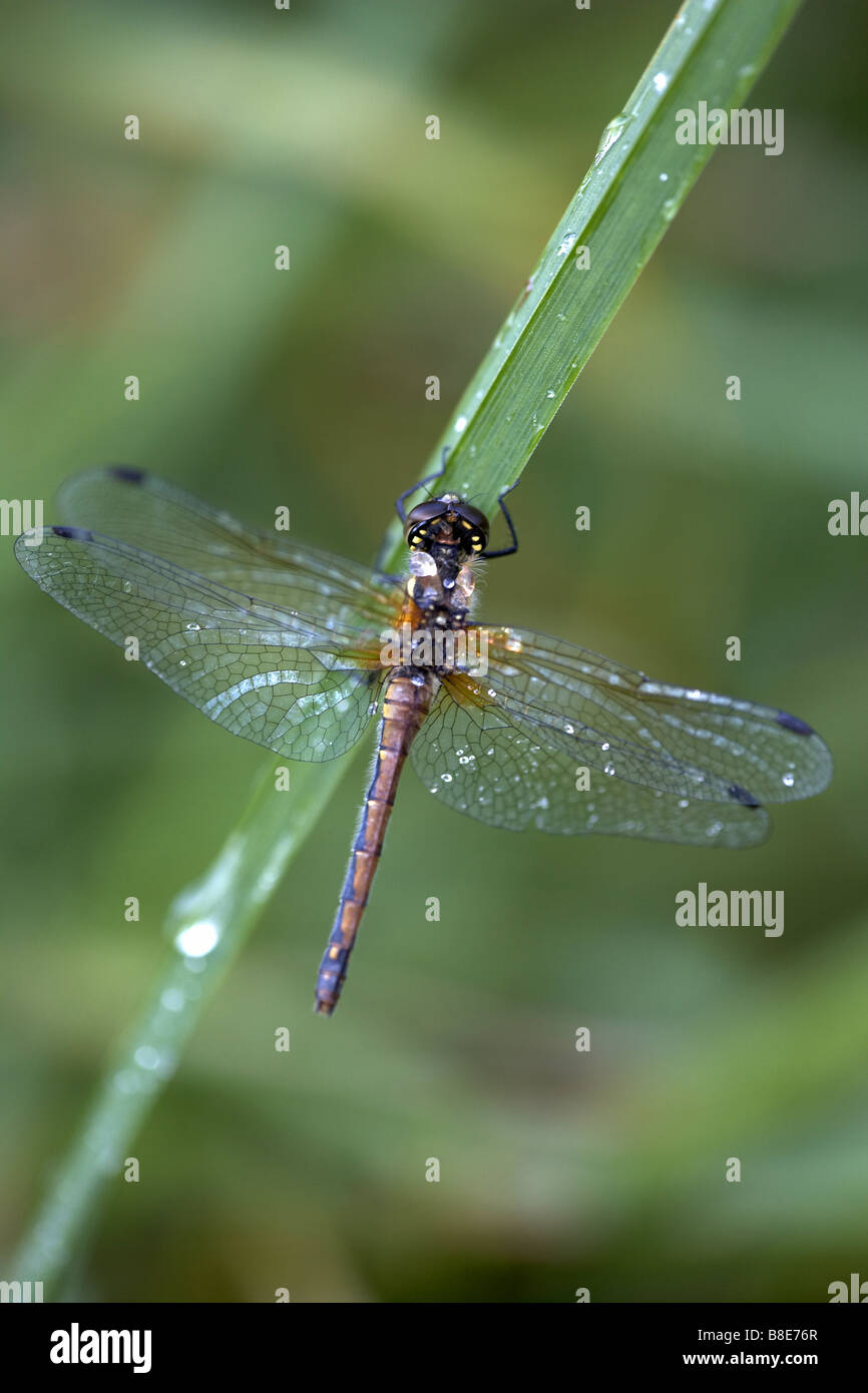 Black darter Sympetrum danae drying morning dew from its wings Crowle ...