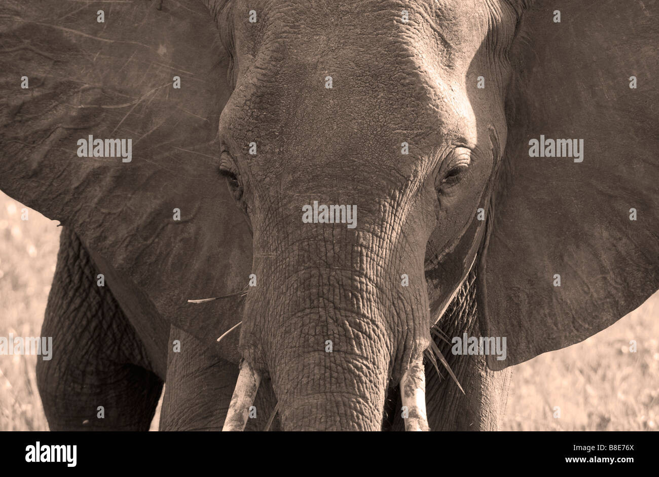 Elephant south africa black and white hi-res stock photography and ...