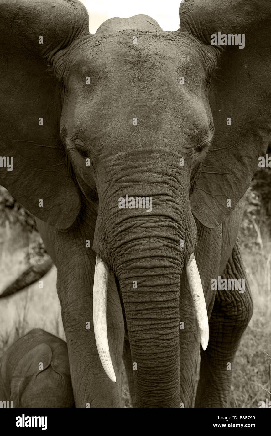 Elephant white poster hi-res stock photography and images - Alamy