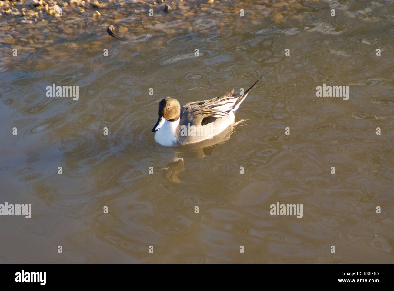 Duck tail hi-res stock photography and images - Alamy