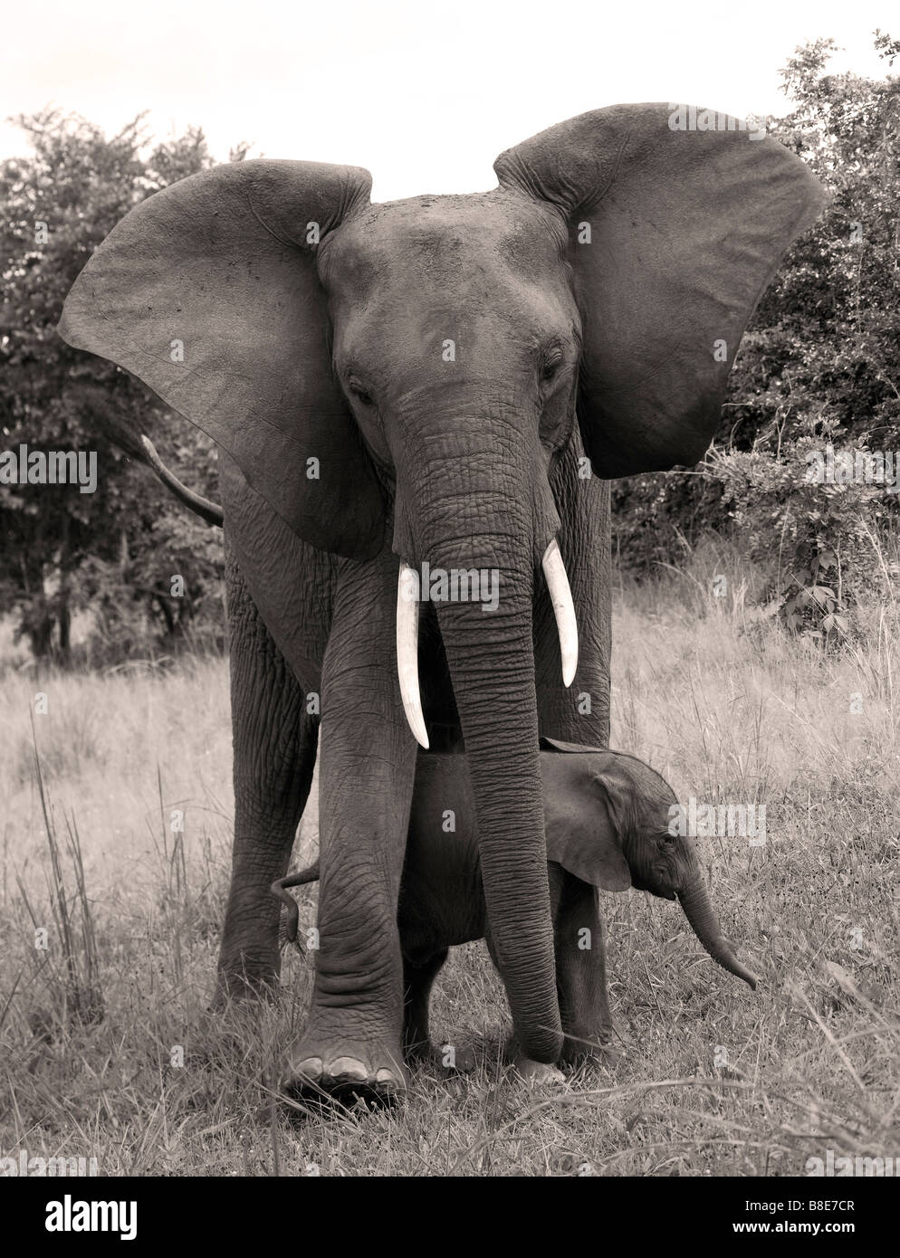 Black and White Female Elephant with young Stock Photo - Alamy
