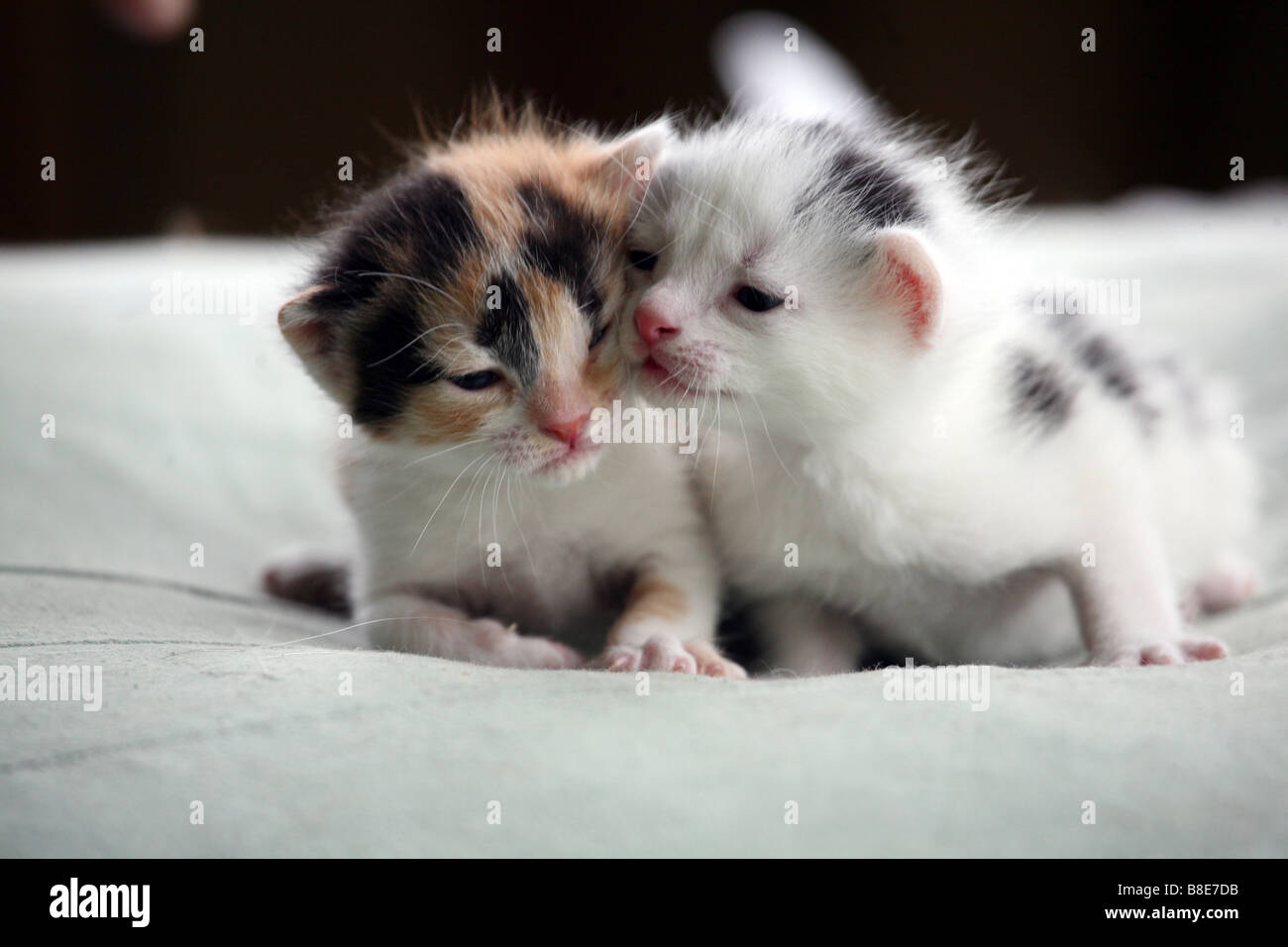 Two kittens hi-res stock photography and images - Alamy