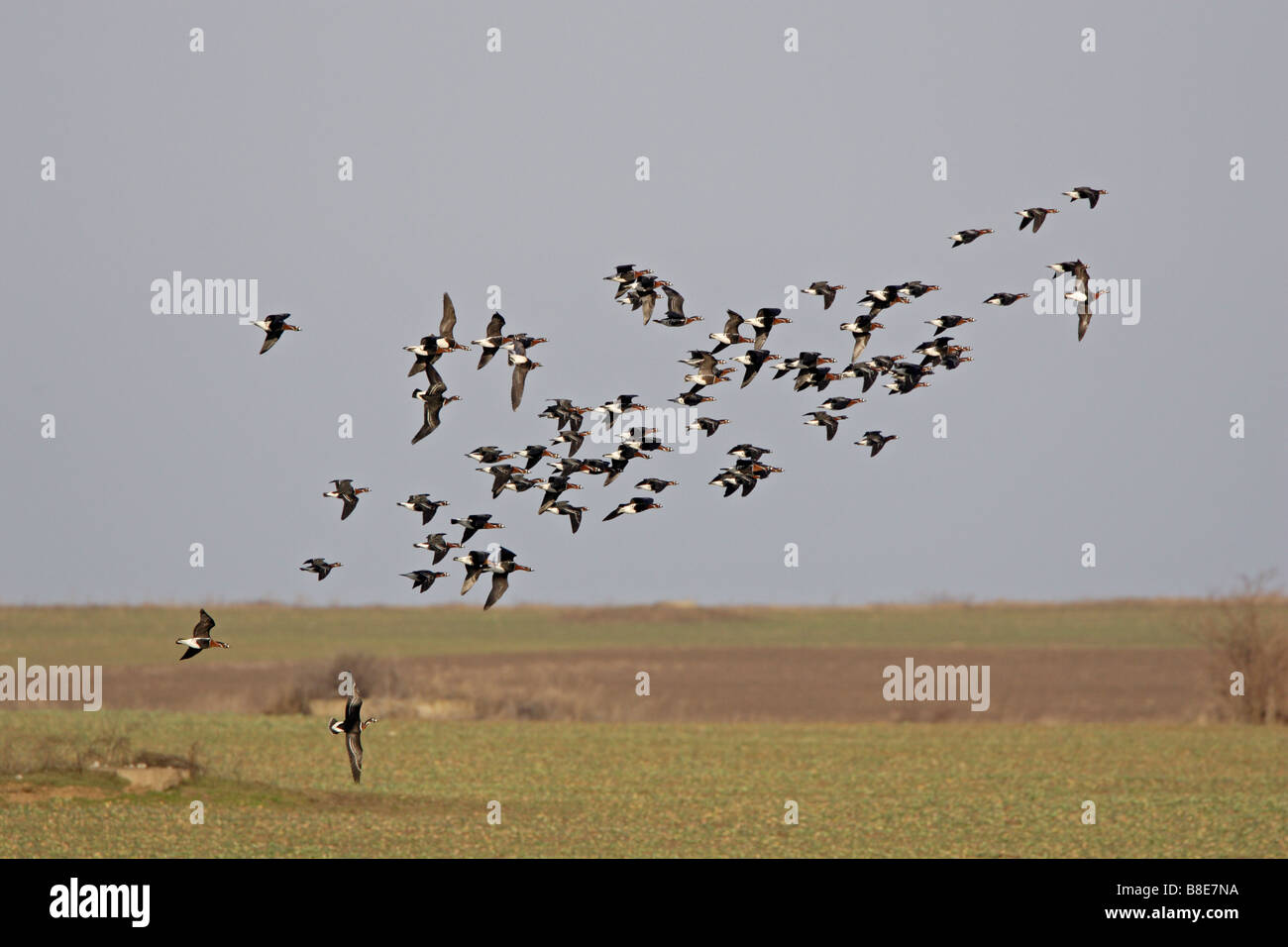 Red Breasted geese in flight Stock Photo - Alamy