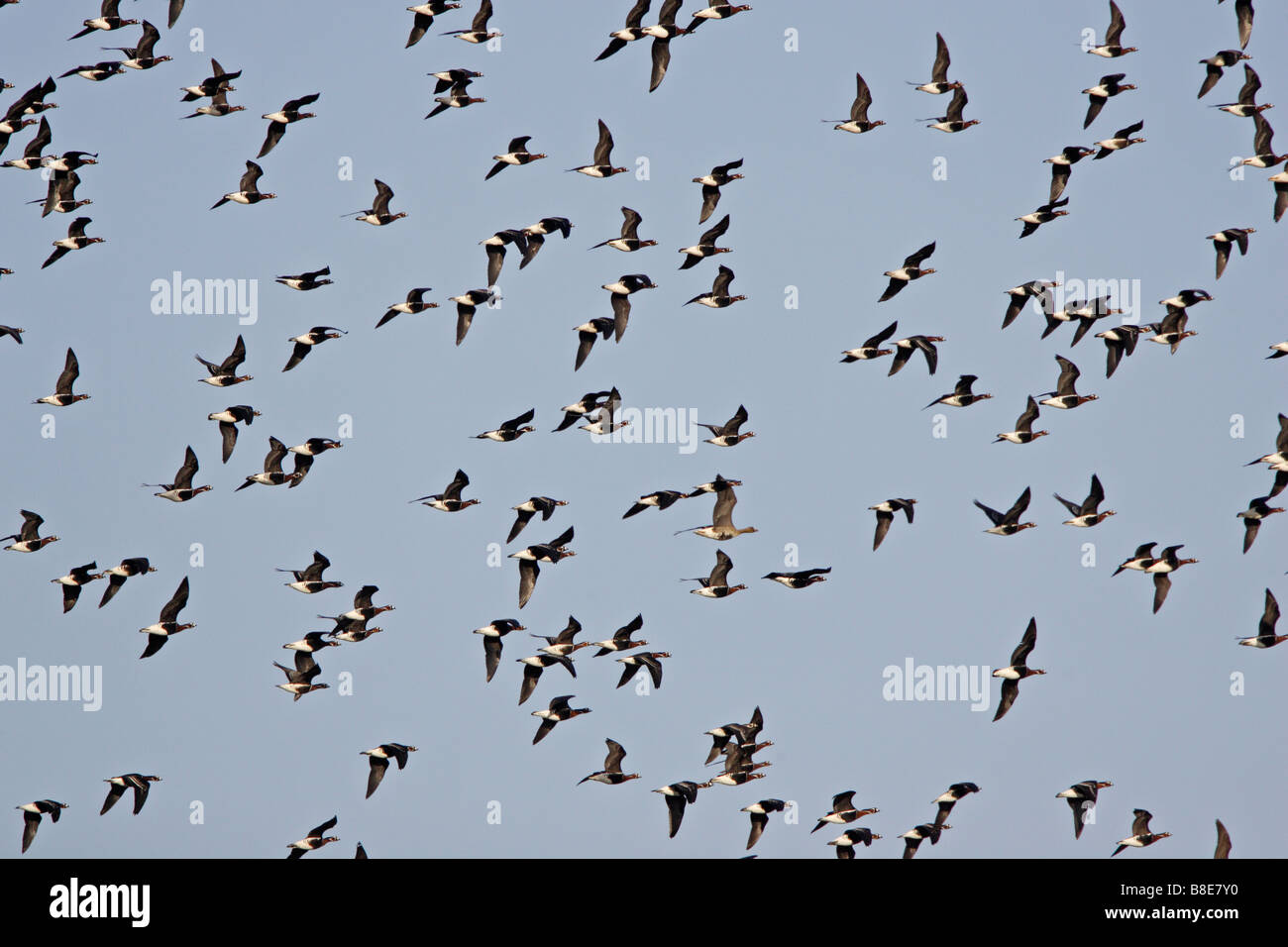 Red breasted goose flight hi-res stock photography and images - Alamy