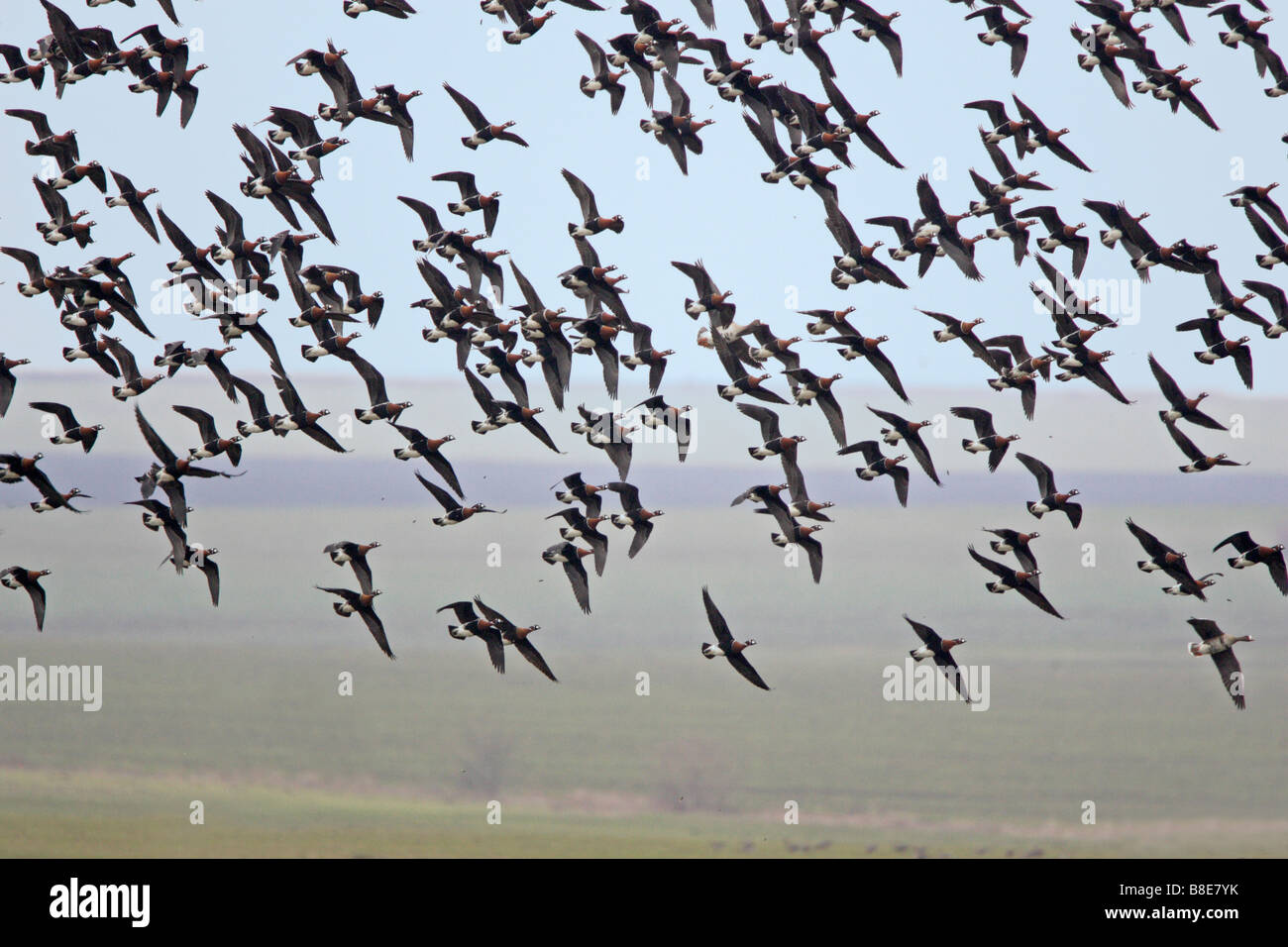 Flock of Red Breasted Geese flying Stock Photo - Alamy