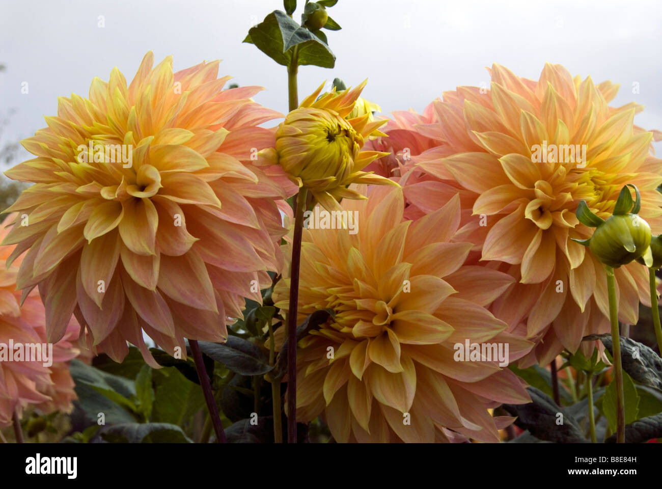 Yellow and Pink Dahlias growing in the garden Stock Photo - Alamy