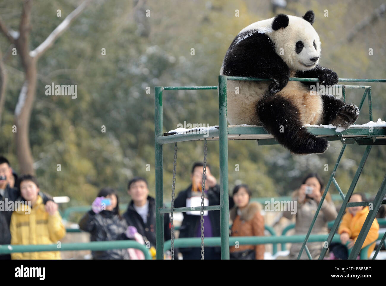 A giant panda at Beijing Zoo. 19-Feb-2009 Stock Photo - Alamy