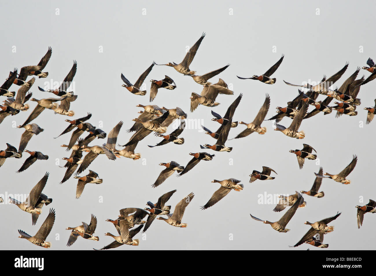 A mixed flock of Red Breasted and white fronted geese in flight Stock ...