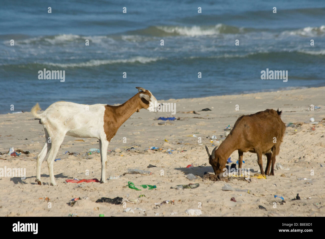 Goats on the Beach in St Louis in Senegal West Africa Stock Photo - Alamy