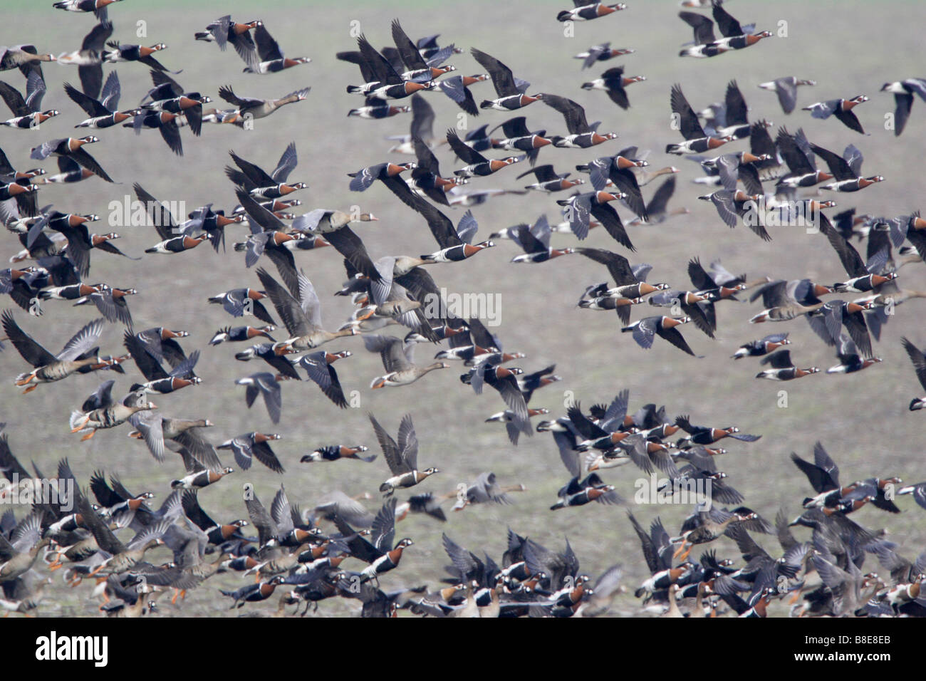 A mixed flock of Red Breasted and white fronted geese in flight Stock ...