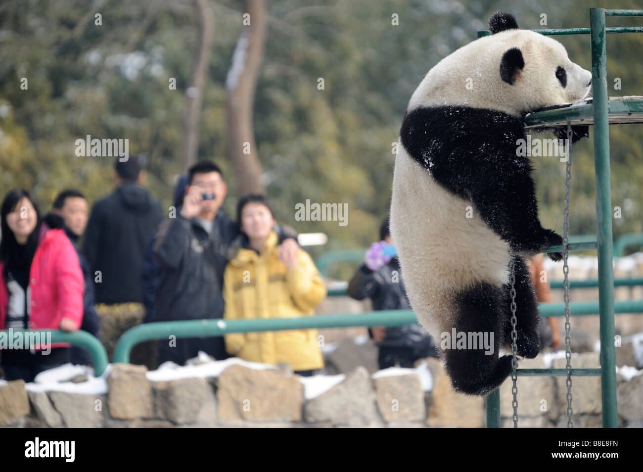 A giant panda at Beijing Zoo. 19-Feb-2009 Stock Photo - Alamy