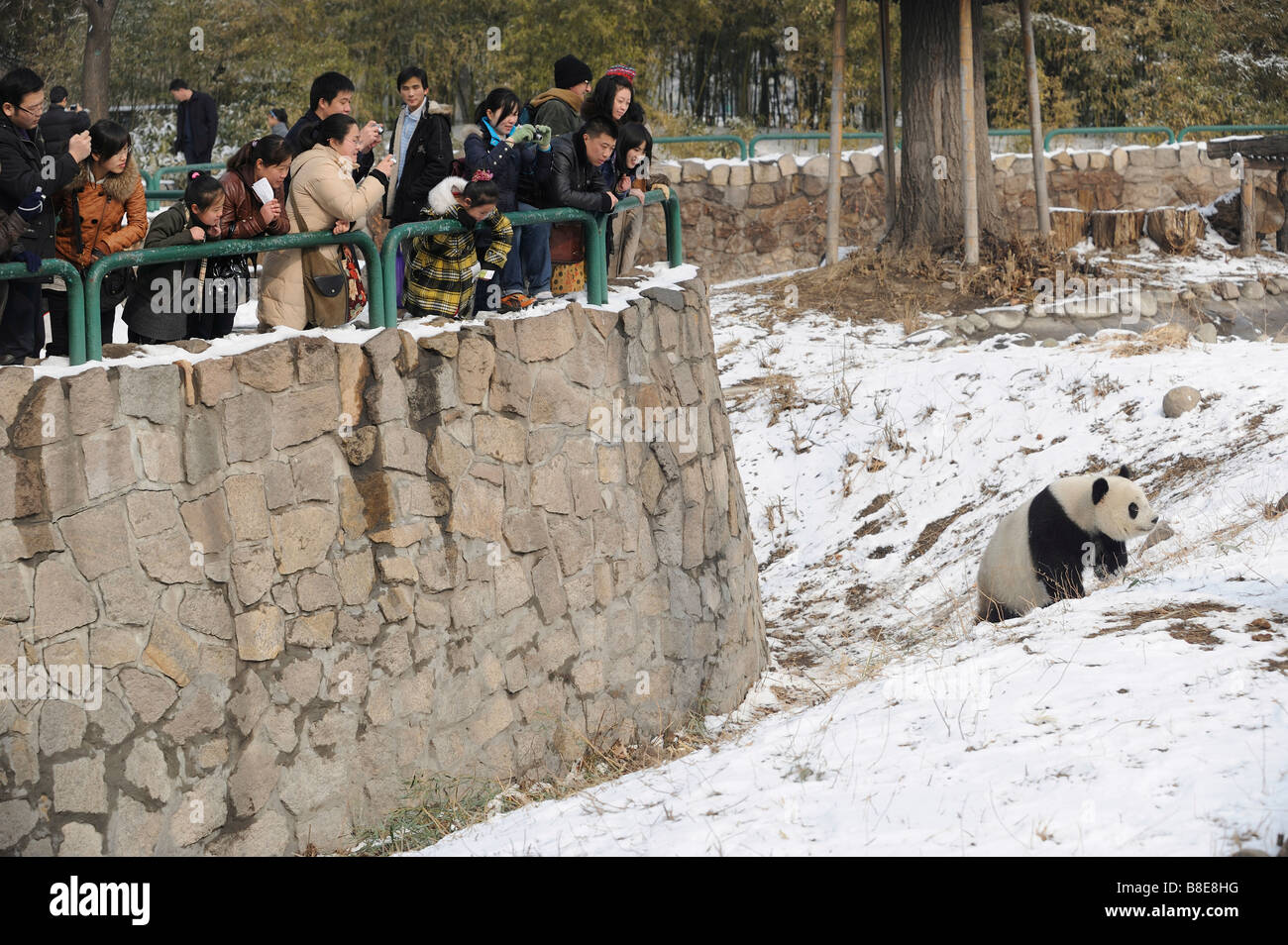 A giant panda at Beijing Zoo. 19-Feb-2009 Stock Photo - Alamy