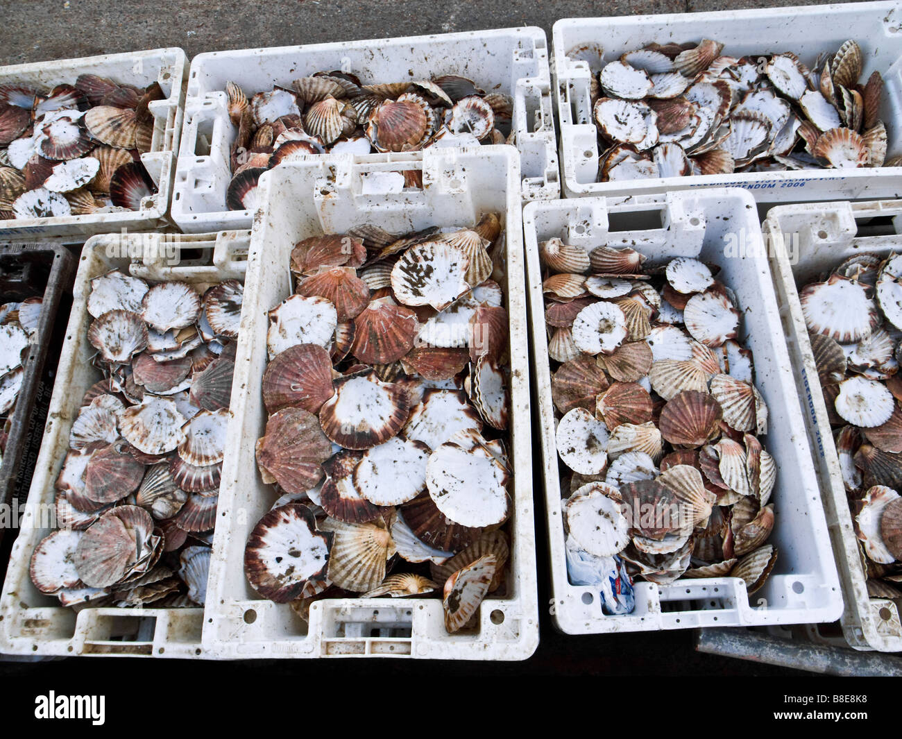 Shell fishery hi-res stock photography and images - Alamy