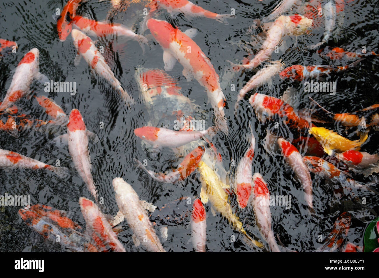 Koi mouth hi-res stock photography and images - Alamy