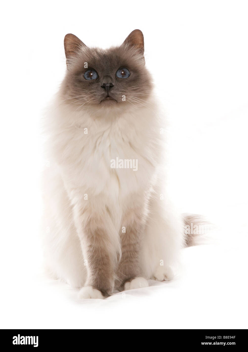Chocolate birman hi-res stock photography and images - Alamy