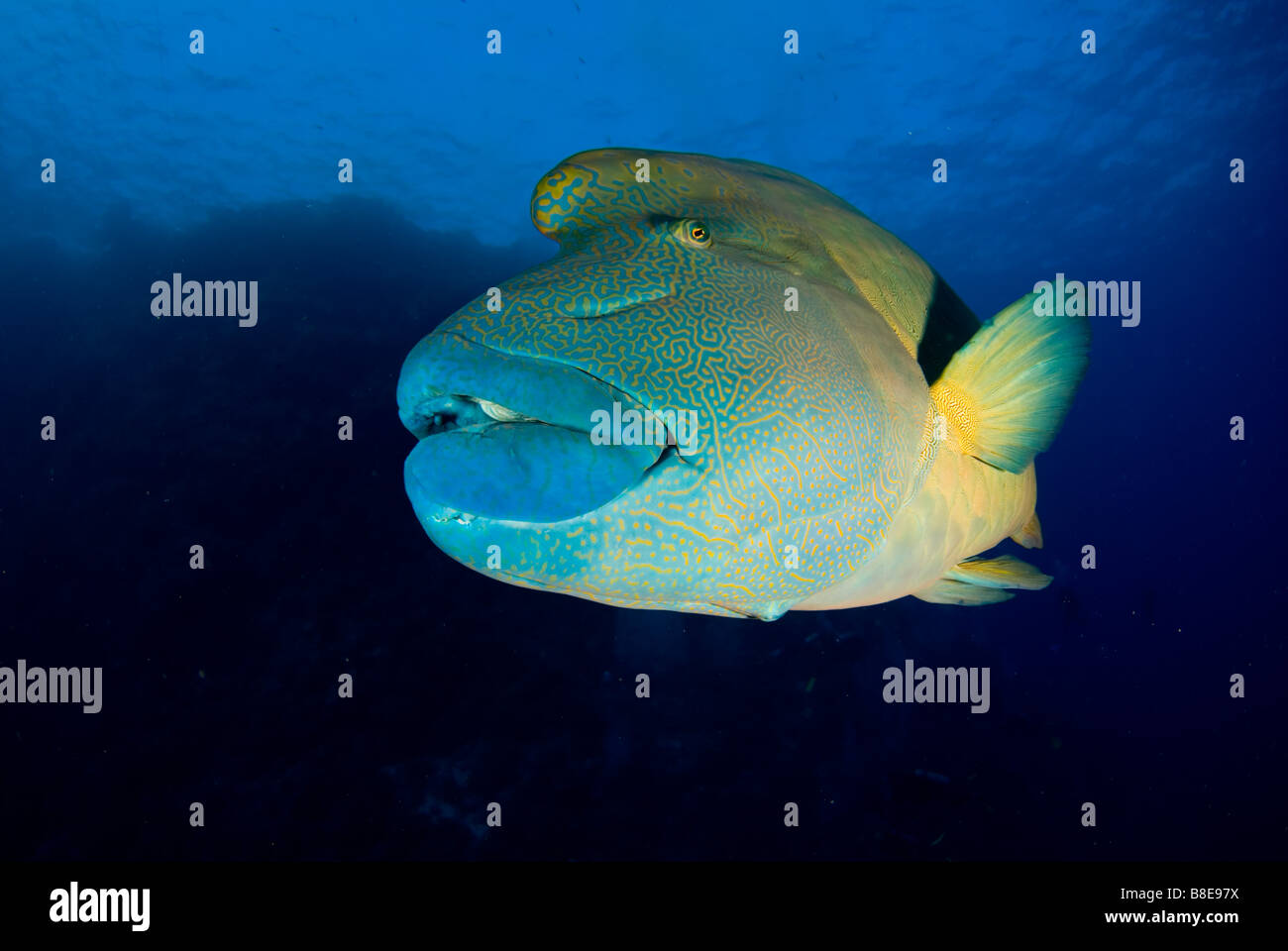 Maori wrasse hi-res stock photography and images - Alamy