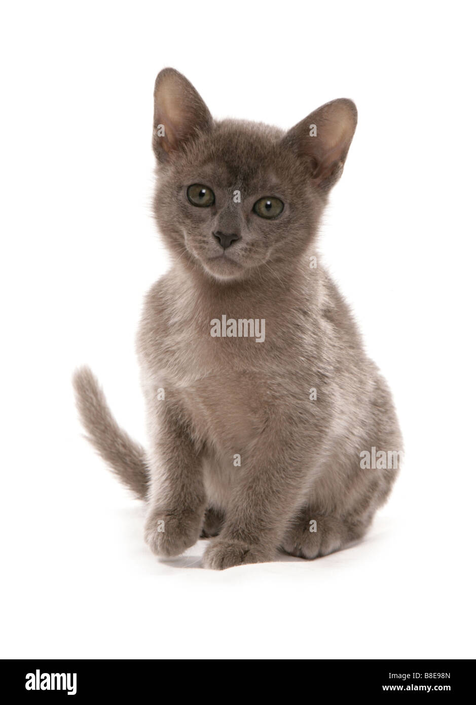 Burmese Kitten Sitting Studio Stock Photo - Alamy