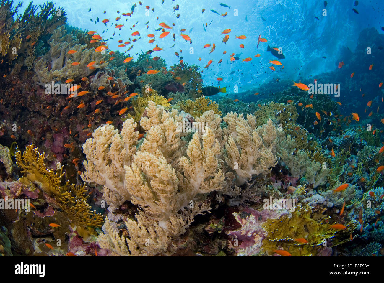 Shallow soft coral patch with schooling anthia fish. Brother Islands ...