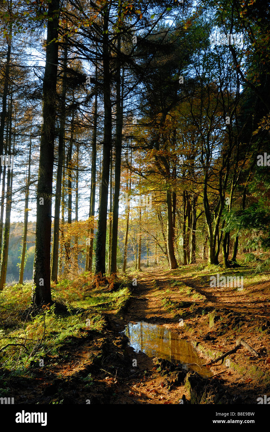 Path forest clearing hi-res stock photography and images - Alamy