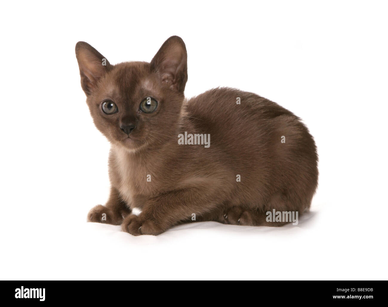 Burmese Kitten Sitting Studio Stock Photo - Alamy