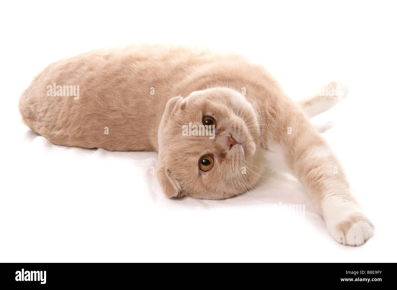 Cream and White scottish Fold Cat Laying Studio Stock Photo - Alamy