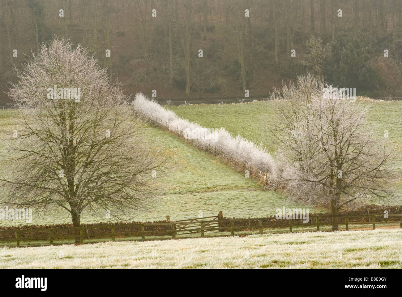 Hedgerows and trees covered in frost on a winter's morning near Bibury ...