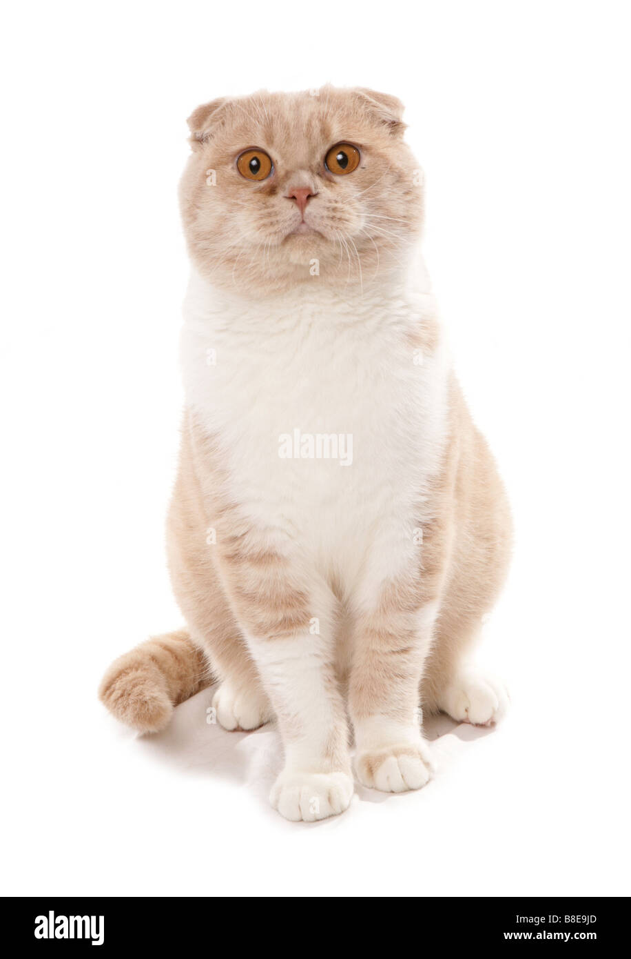 Cream and White scottish Fold Cat Sitting Studio Stock Photo - Alamy