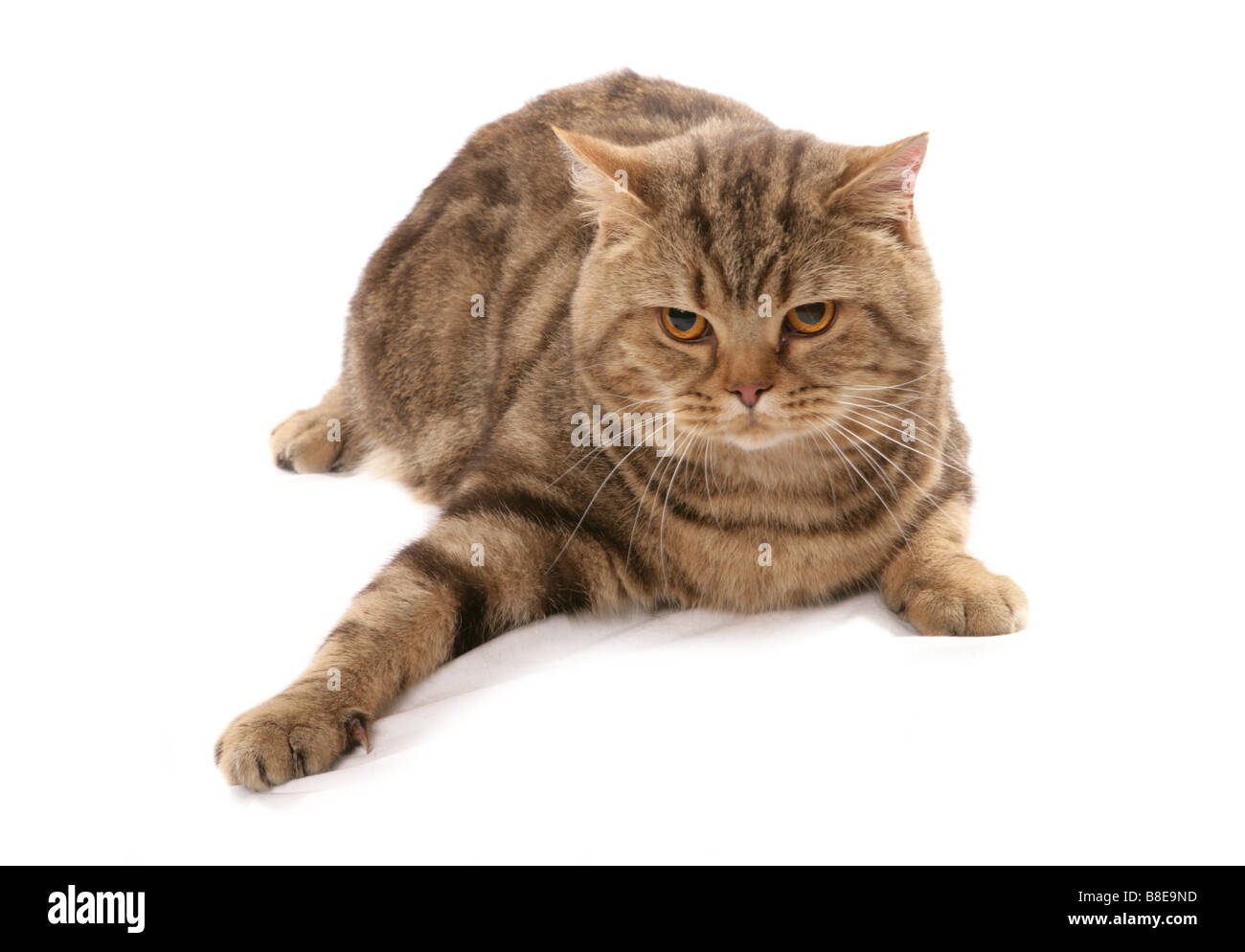 Chocolate Tortie British Shorthair Cat Laying Studio Stock Photo - Alamy