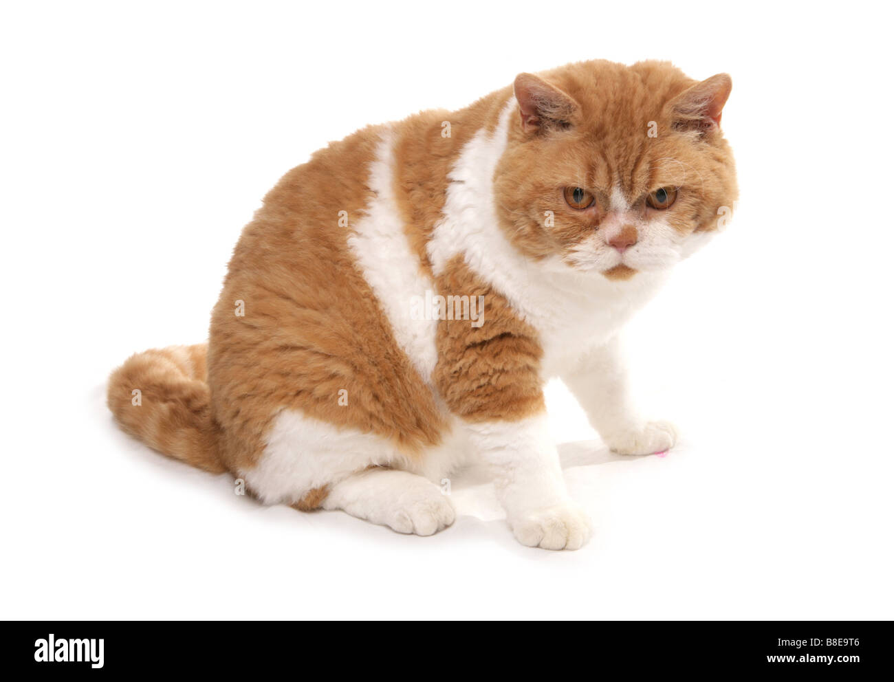 Selkirk rex cat hi-res stock photography and images - Alamy