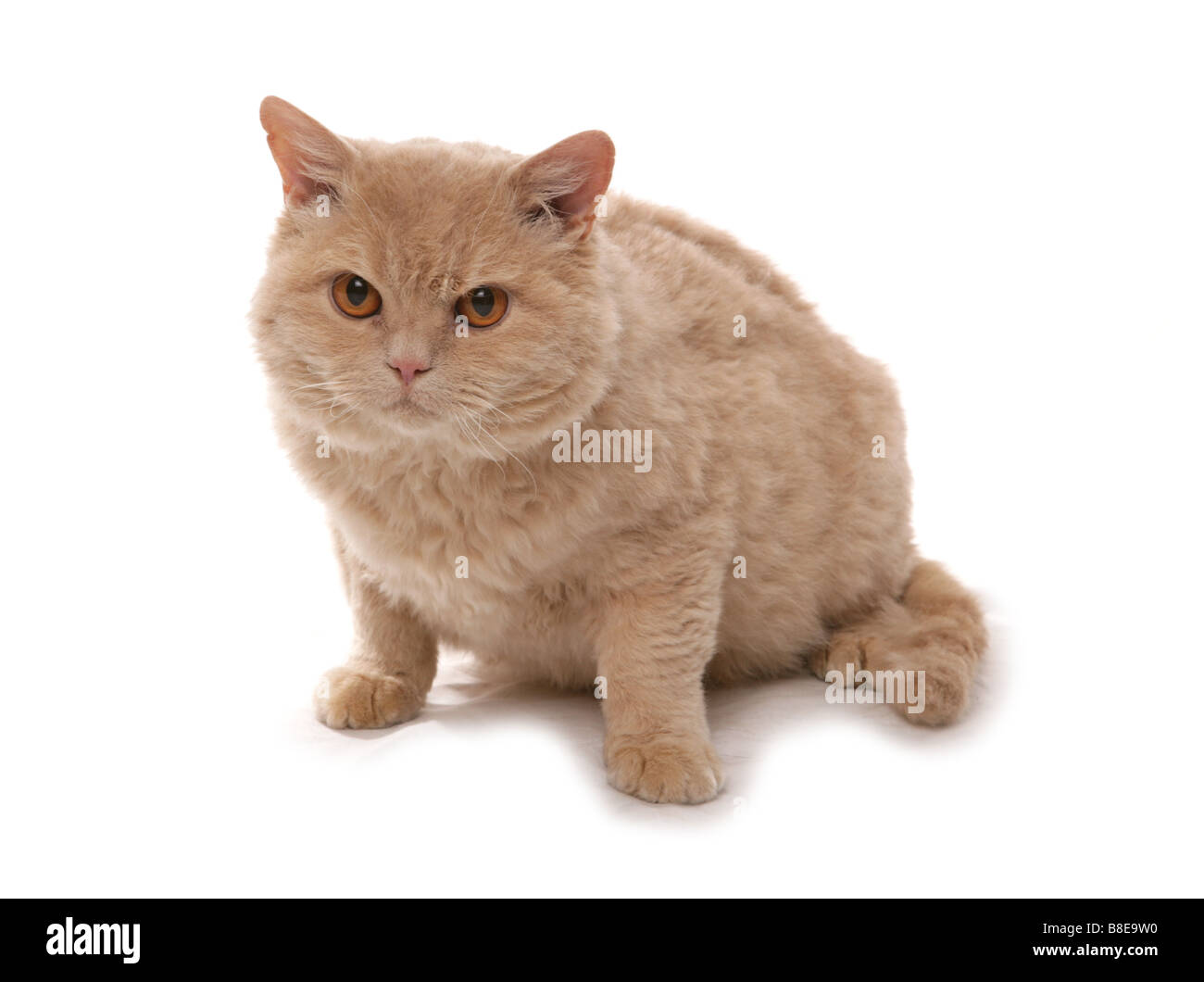 Cream Short Hair Selkirk Rex Cat Sitting Studio Stock Photo - Alamy