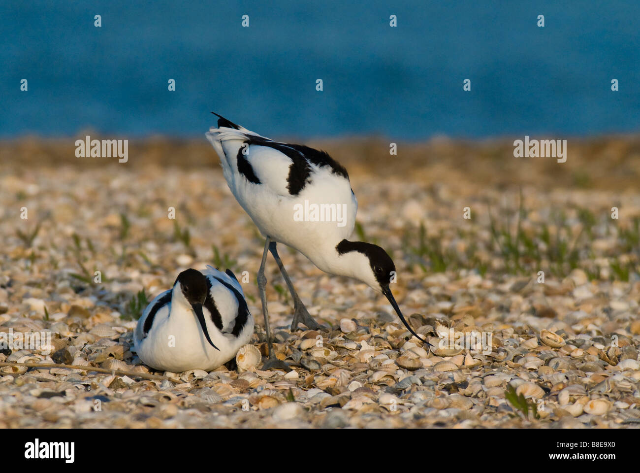 Saebelschnaebler Recurvirostra avosetta Pied avocet Stock Photo - Alamy