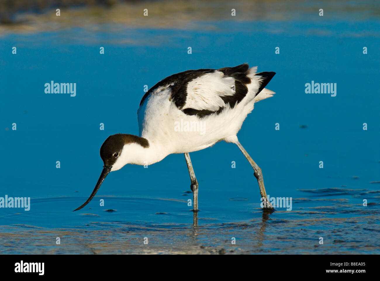 Saebelschnaebler Recurvirostra avosetta Pied avocet Stock Photo - Alamy