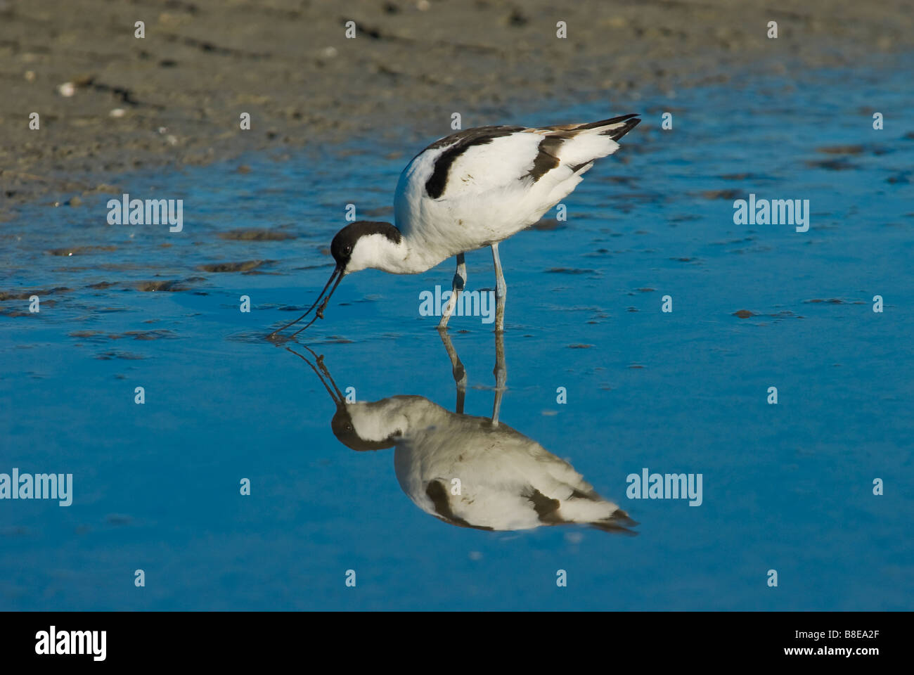 Saebelschnaebler Recurvirostra avosetta Pied avocet Stock Photo - Alamy