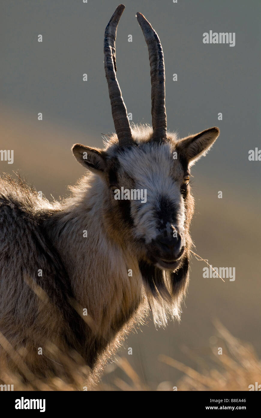 Portrait of wild goat Capra hircus backlit on hillside NTS Grey Mare s ...