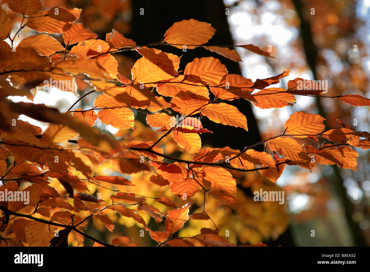 Beech Tree Leaves Fagus sylvatica in Autumn Colours English Woodland ...