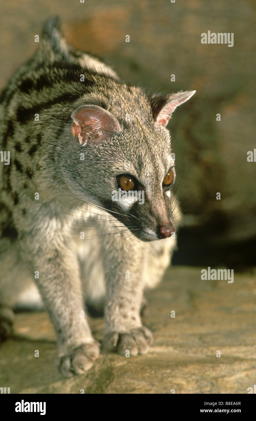 Common Genet (Genetta genetta Stock Photo - Alamy