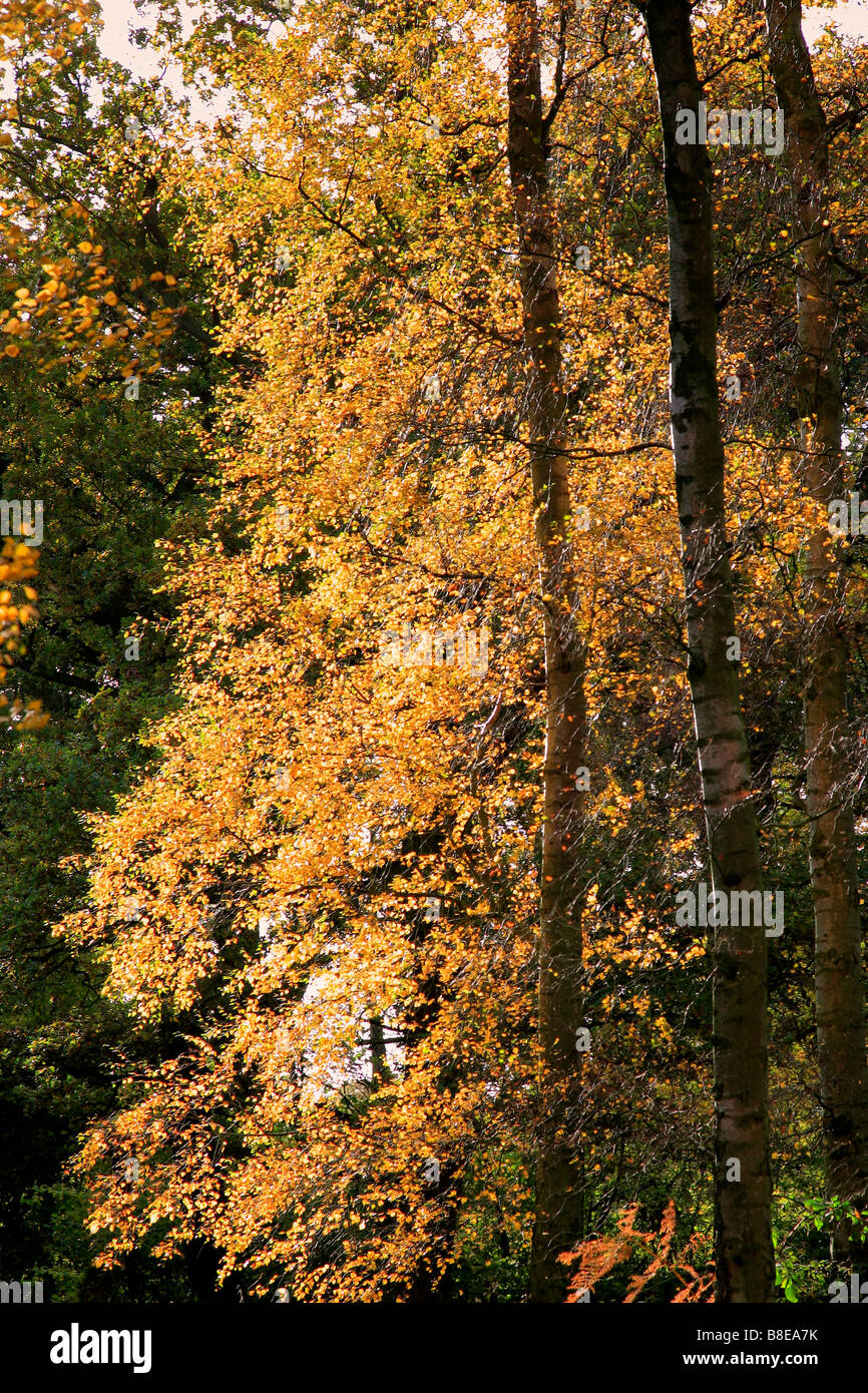 Beech Trees Fagus sylvatica in Autumn Colours English Woodland New ...