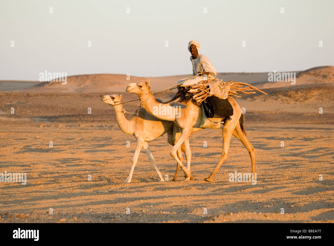 man riding camel in the desert of sudan Stock Photo - Alamy