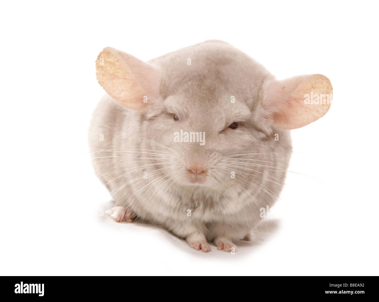 Albino Chinchilla Sitting Studio Stock Photo - Alamy