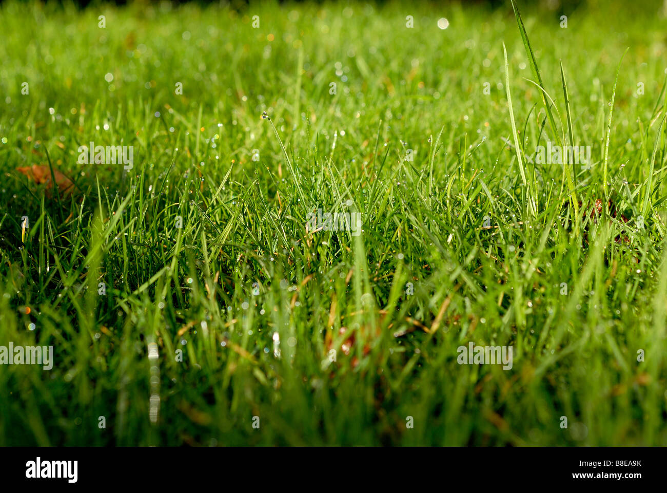 Grass with dew Stock Photo - Alamy