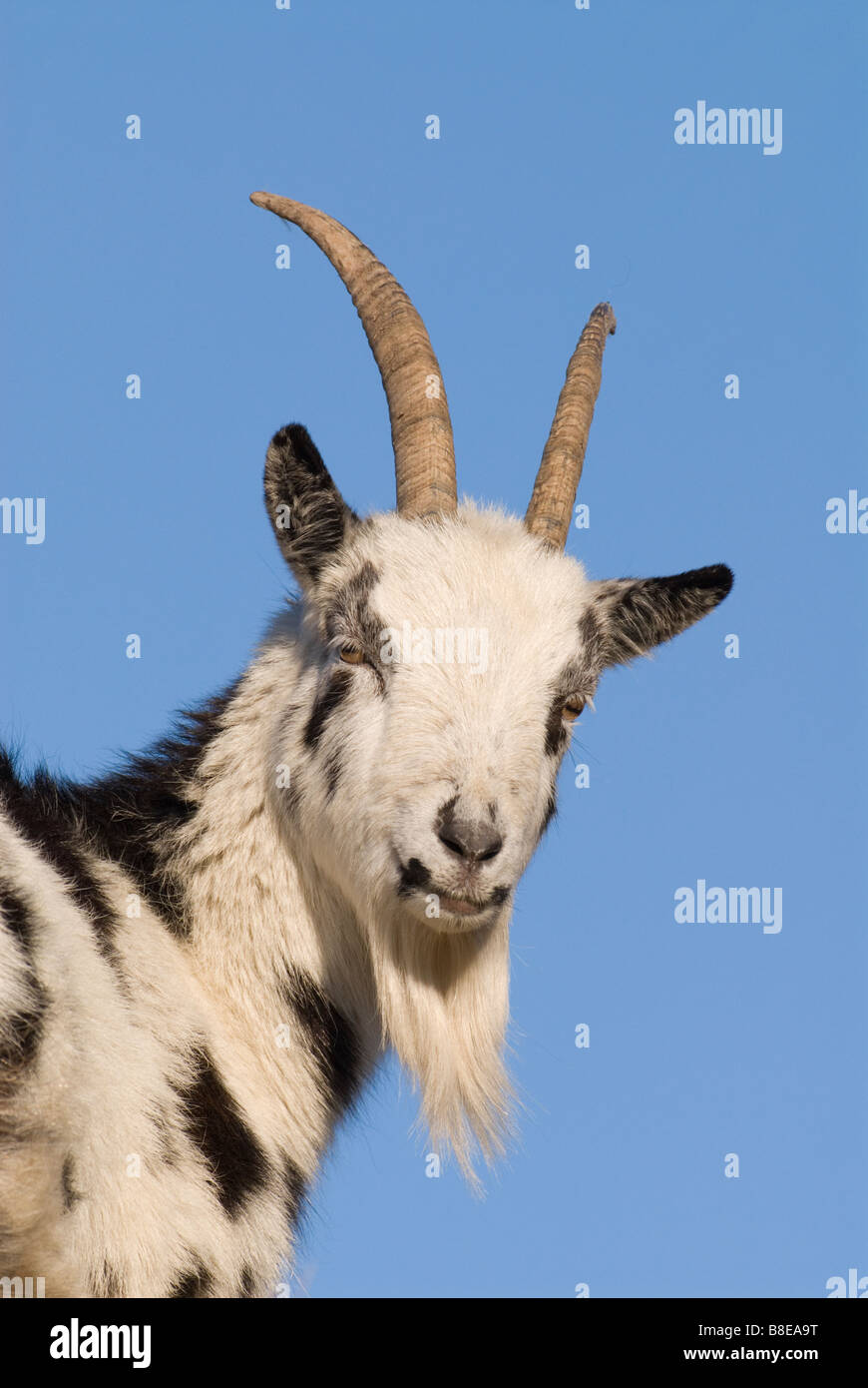 Goat with black tail High Resolution Stock Photography and Images - Alamy