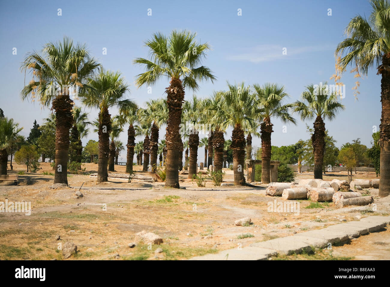 Palms in Turkey Stock Photo - Alamy
