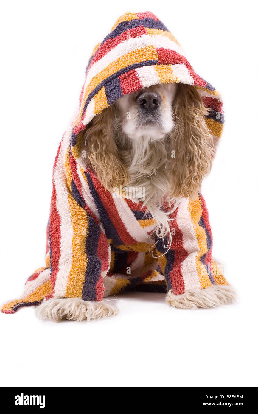 cute dog on a white background dressed up with clothes Stock Photo - Alamy